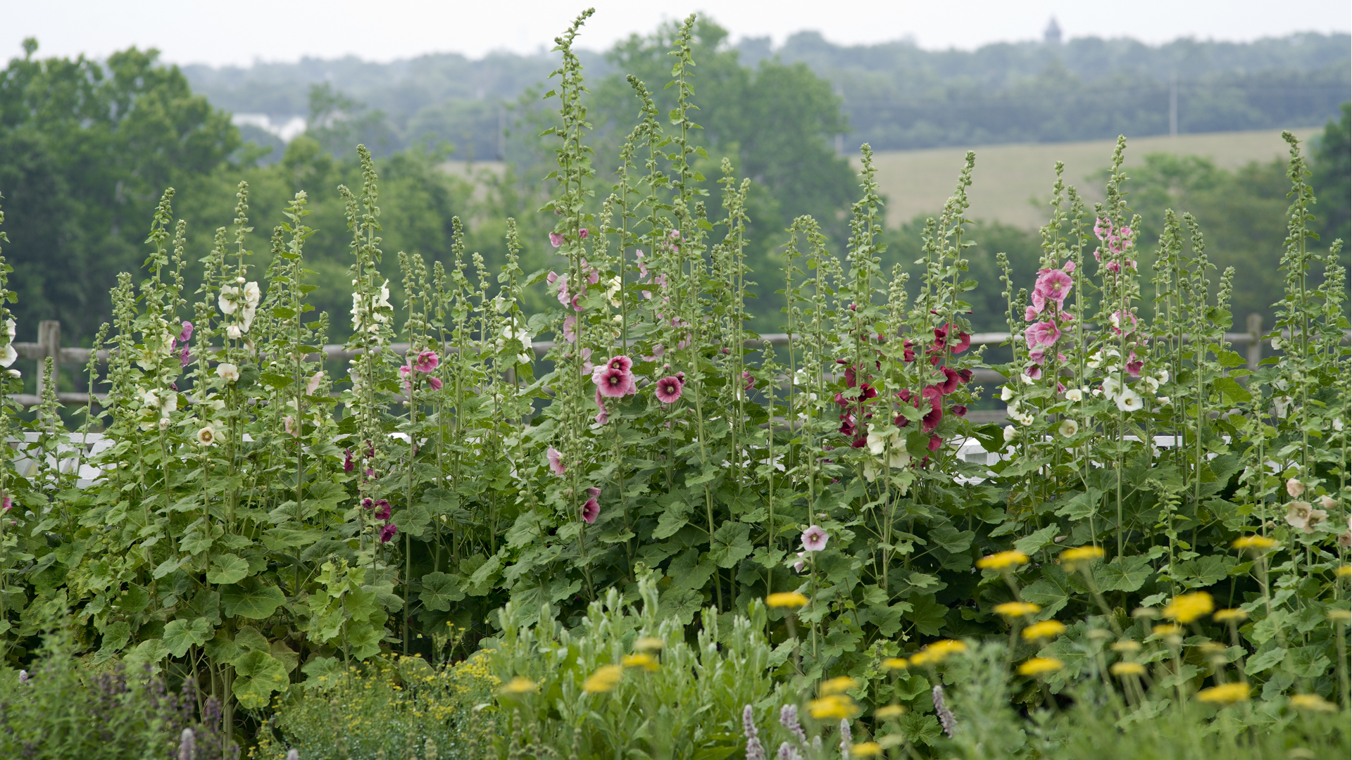 Club Manager Guide - Garden Club of Virginia